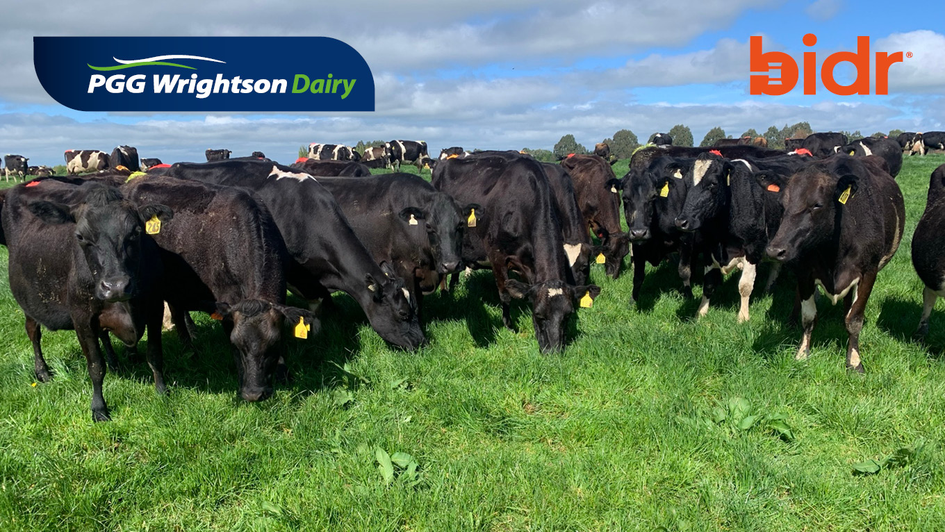 Elite Winton herd offered as New Zealand's first online dairy herd sale | PGG Wrightson